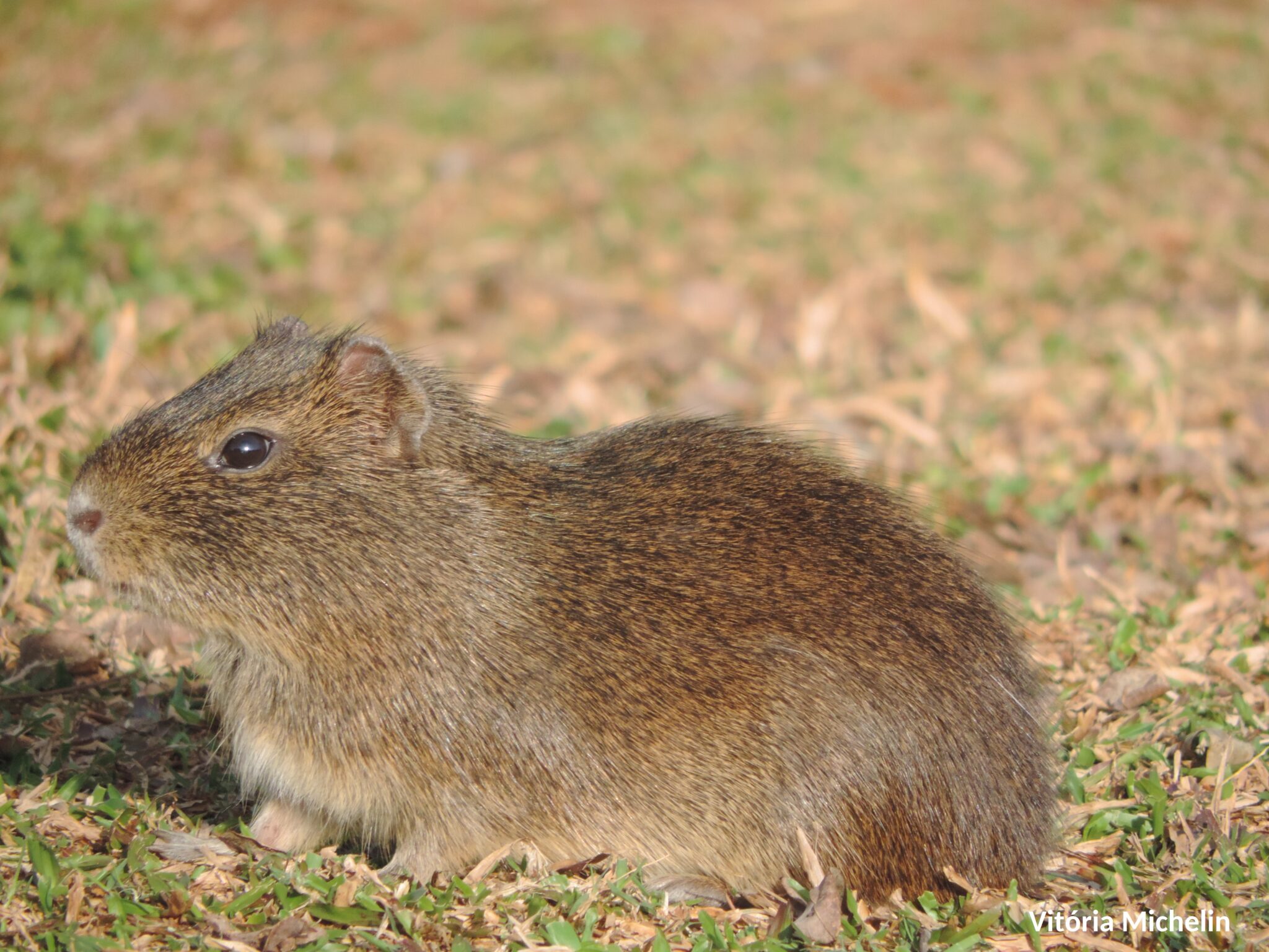Preá - Secretaria de Meio Ambiente